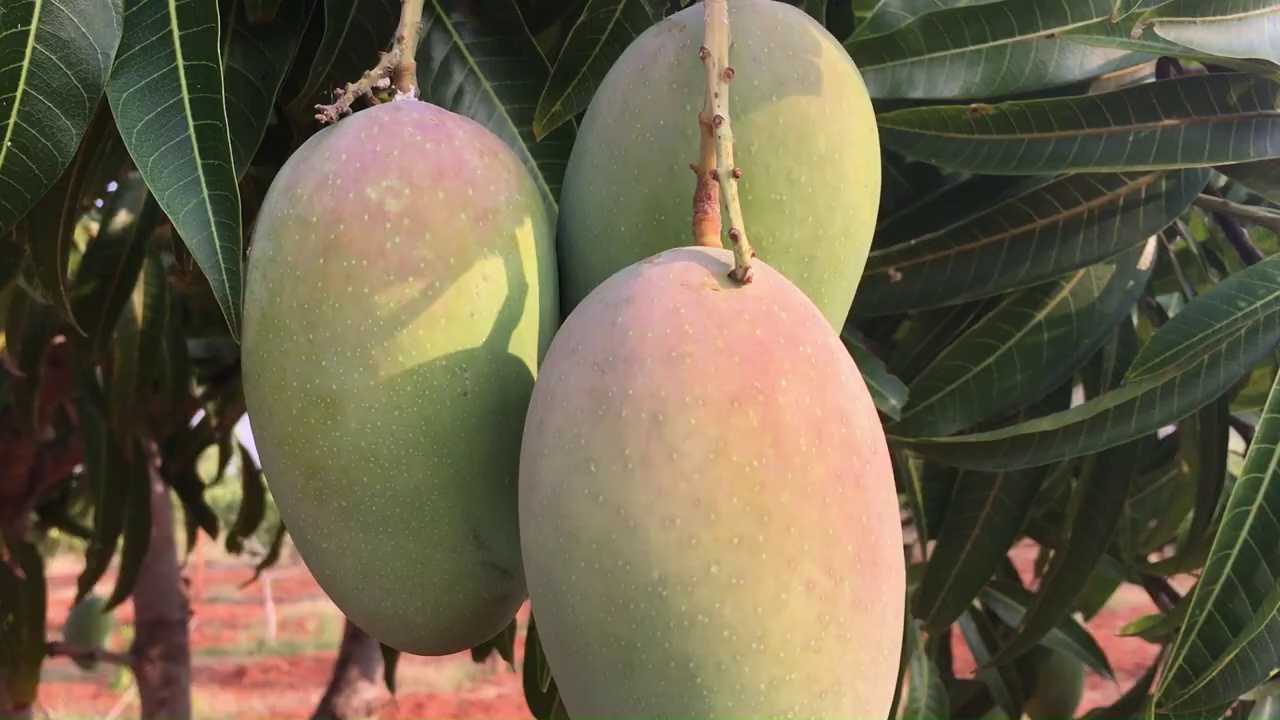 Mangoes Detection Object Detection Dataset By Junaid Workshop