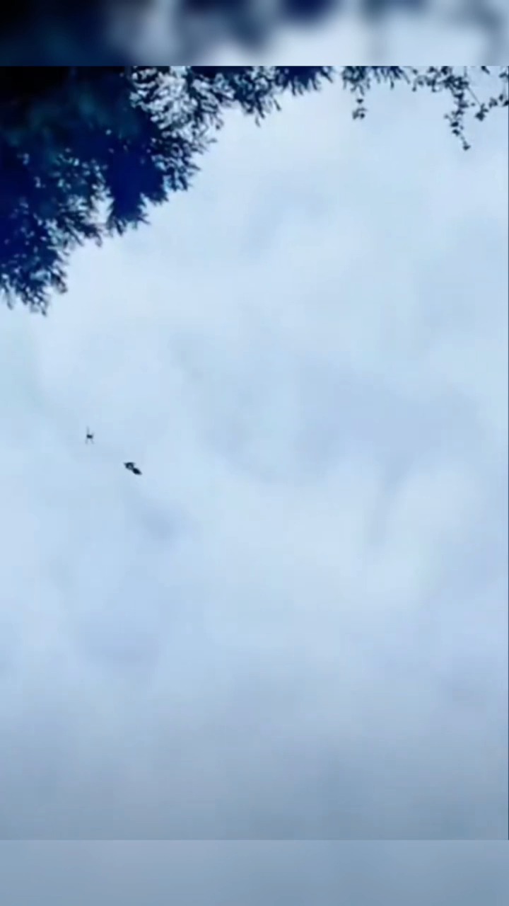 Bird Vs Drone Dataset Object Detection Dataset By Projects