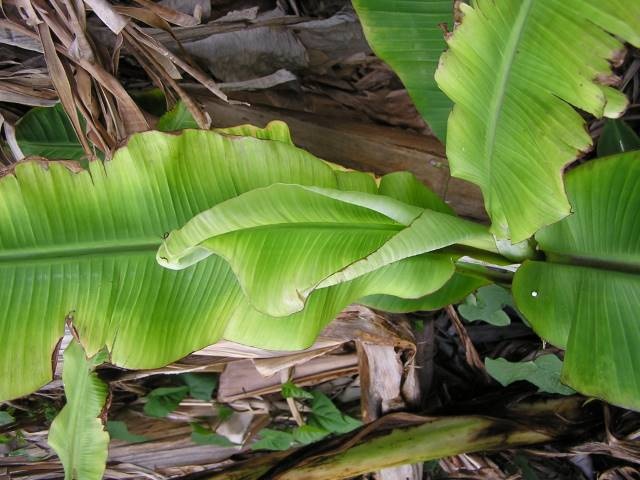 Bananadetect 2 Instance Segmentation Model By Banana