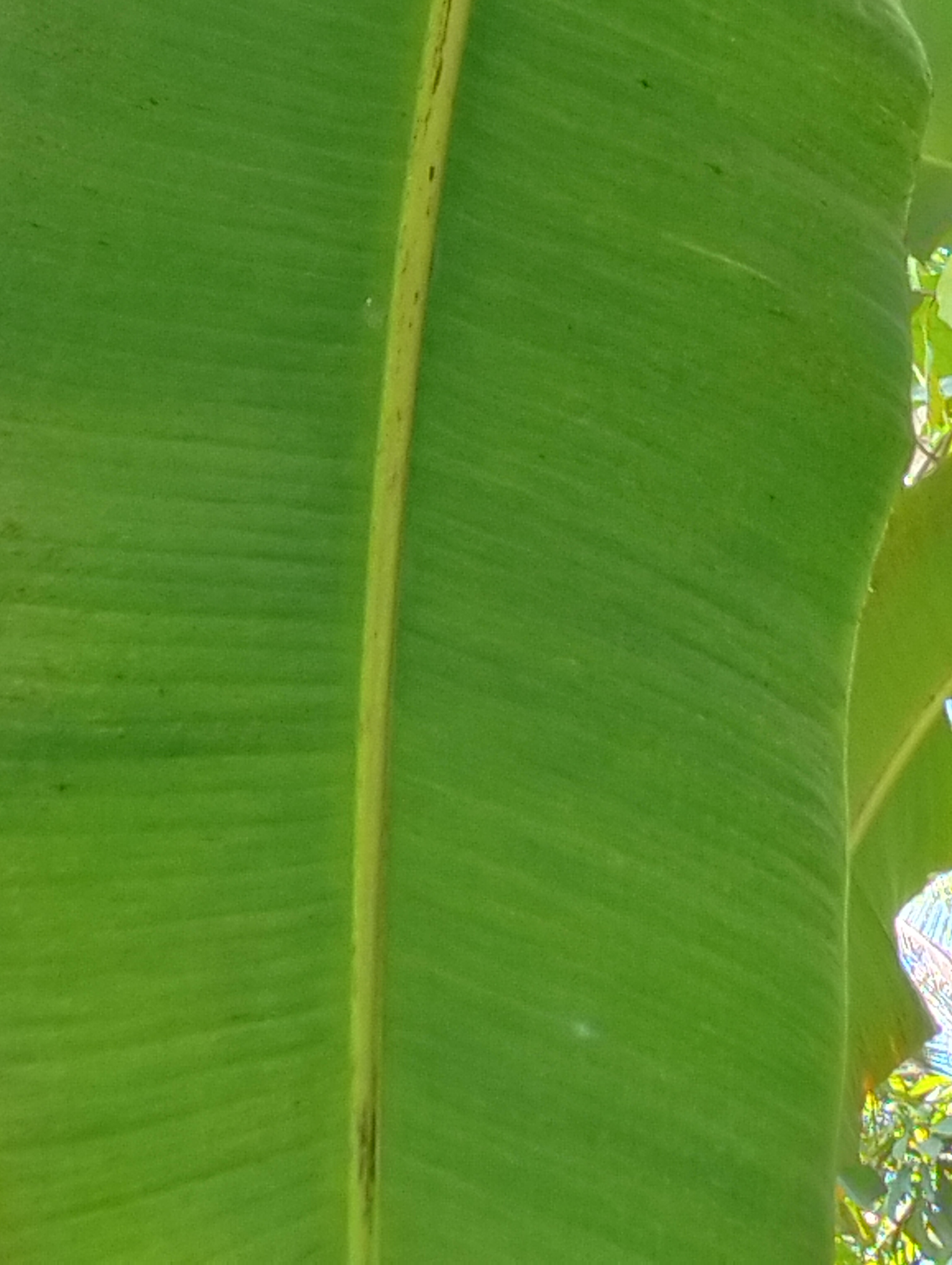 Training Object Detection Dataset By Banana