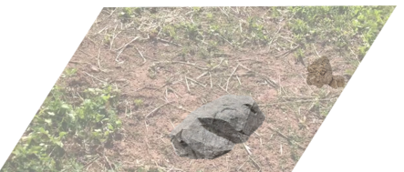 NCKU tree Instance Segmentation Dataset by Cheng Kung uni