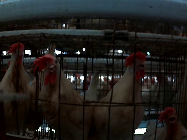 Cage identification Object Detection Dataset by Project Space 12