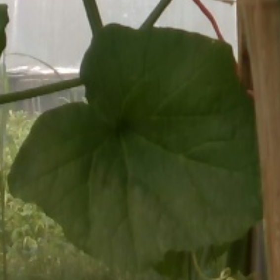 Klasifikasi Visi Komputer Classification Dataset and Pre-Trained Model ...