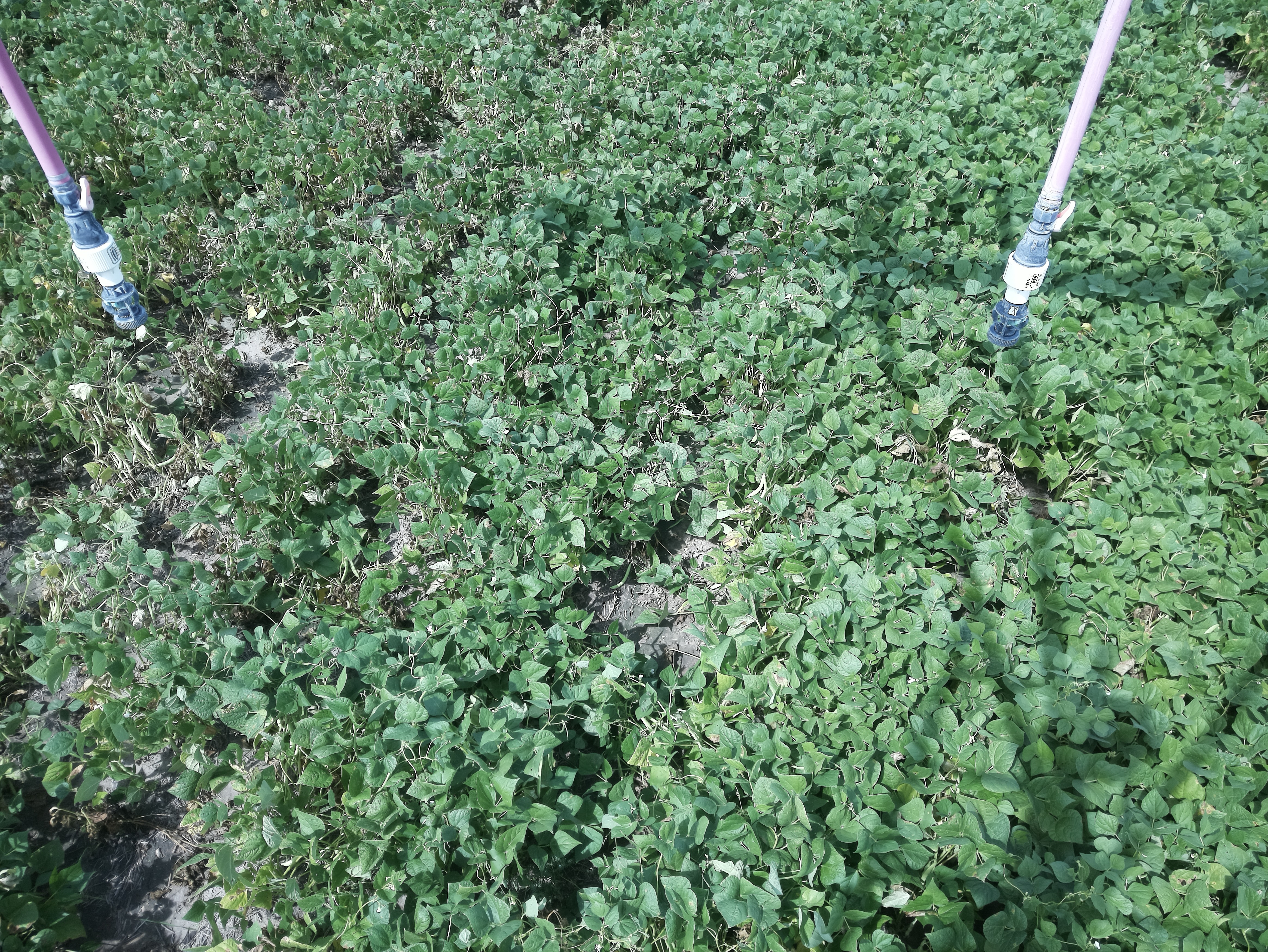 White mold on dry beans Instance Segmentation Dataset by Agiamgedata