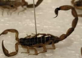 Prueba Object Detection Model by Yolov8 PuebaOV