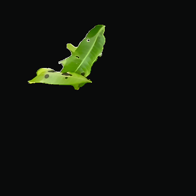 mango disease Object Detection Model by mango leafs