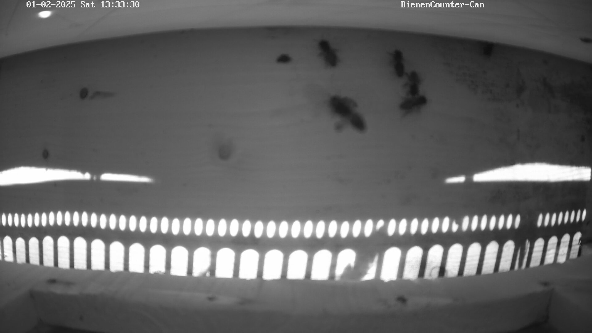 BienenCounter v5 Object Detection Dataset by BienenCounter