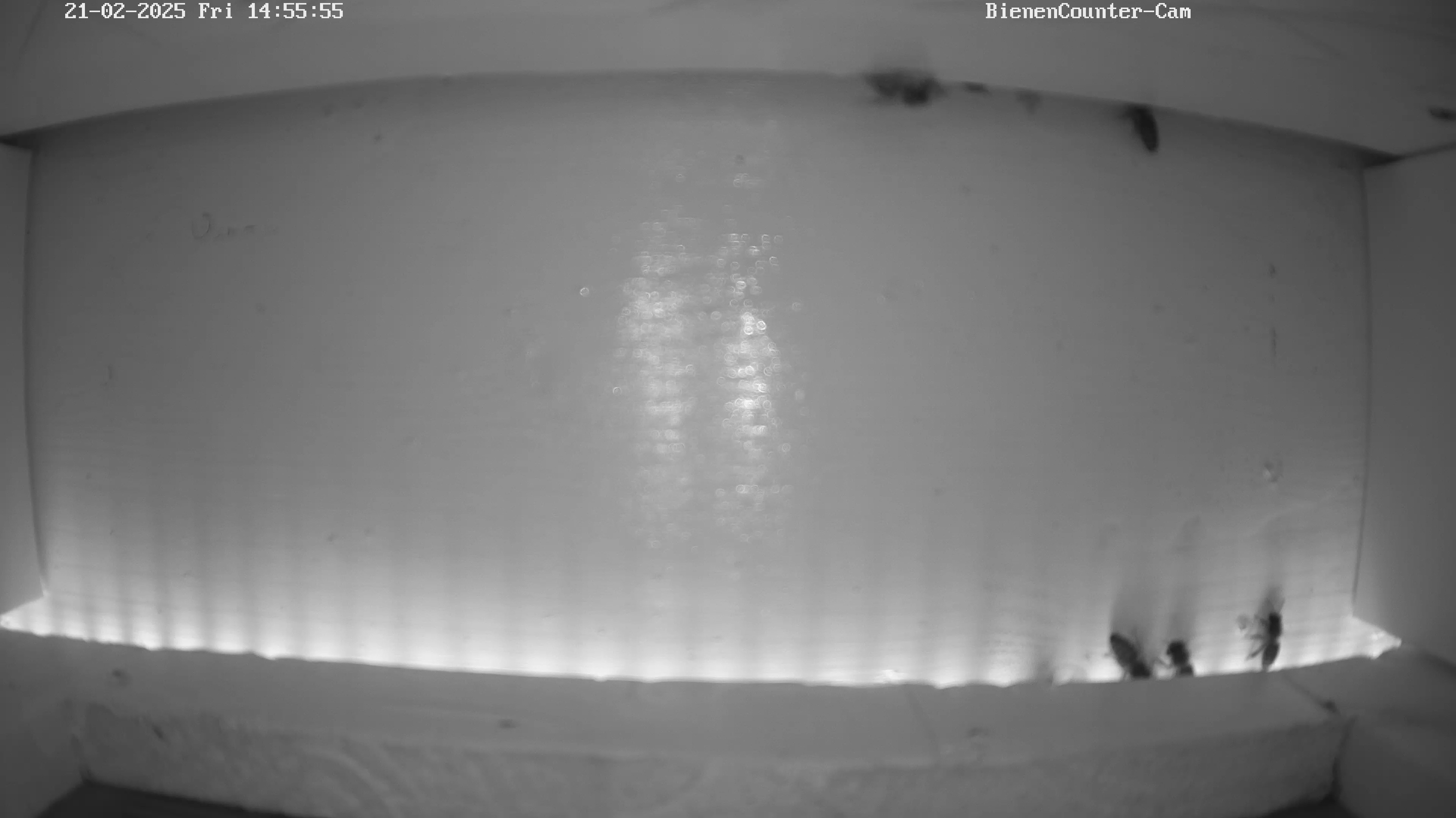 BienenCounter v6 Object Detection Dataset by BienenCounter