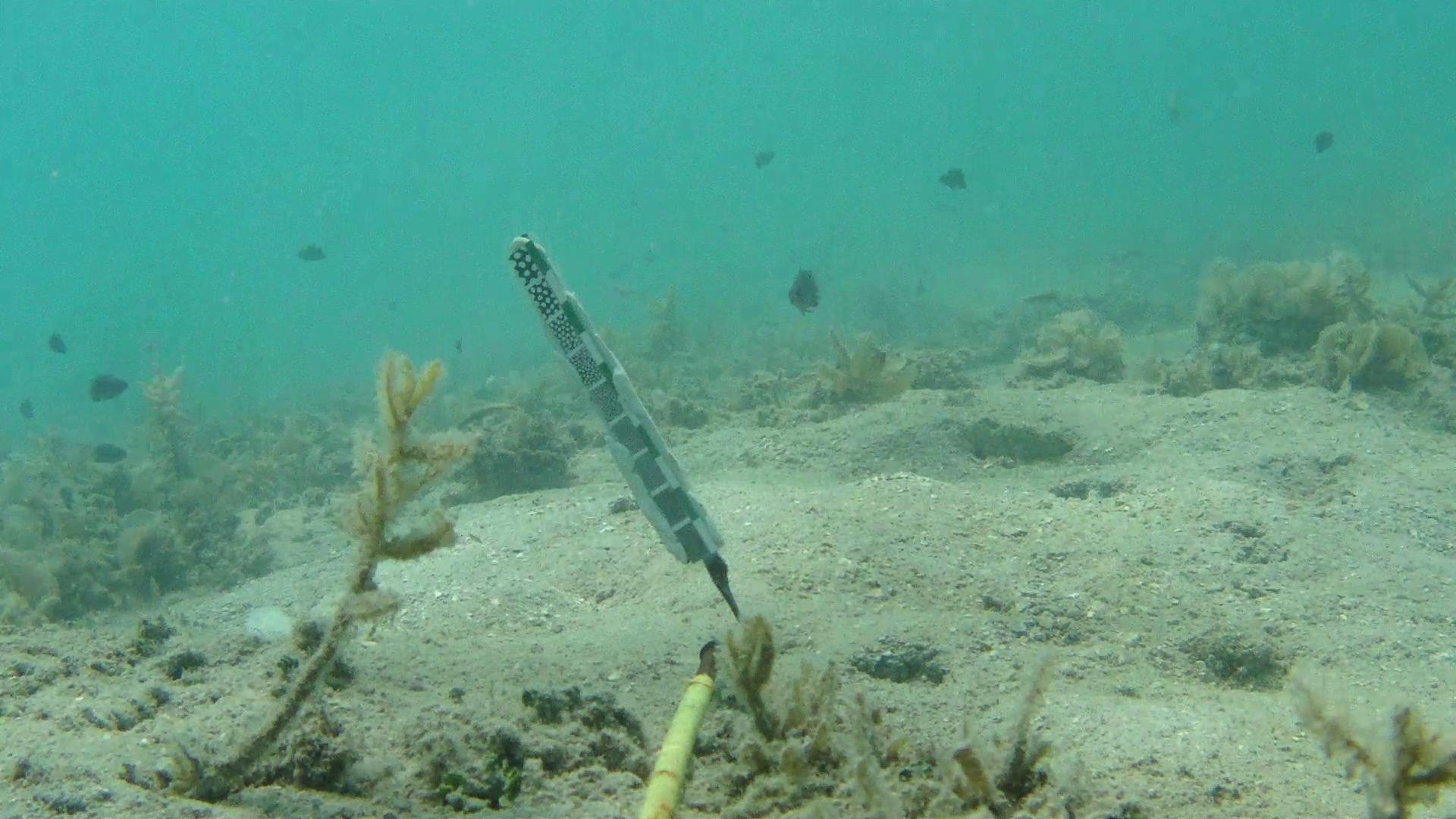 fish Object Detection Dataset by new-workspace-onq0e