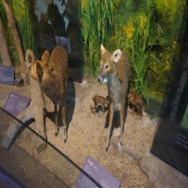 Deer Object Detection Dataset by new-workspace-onq0e