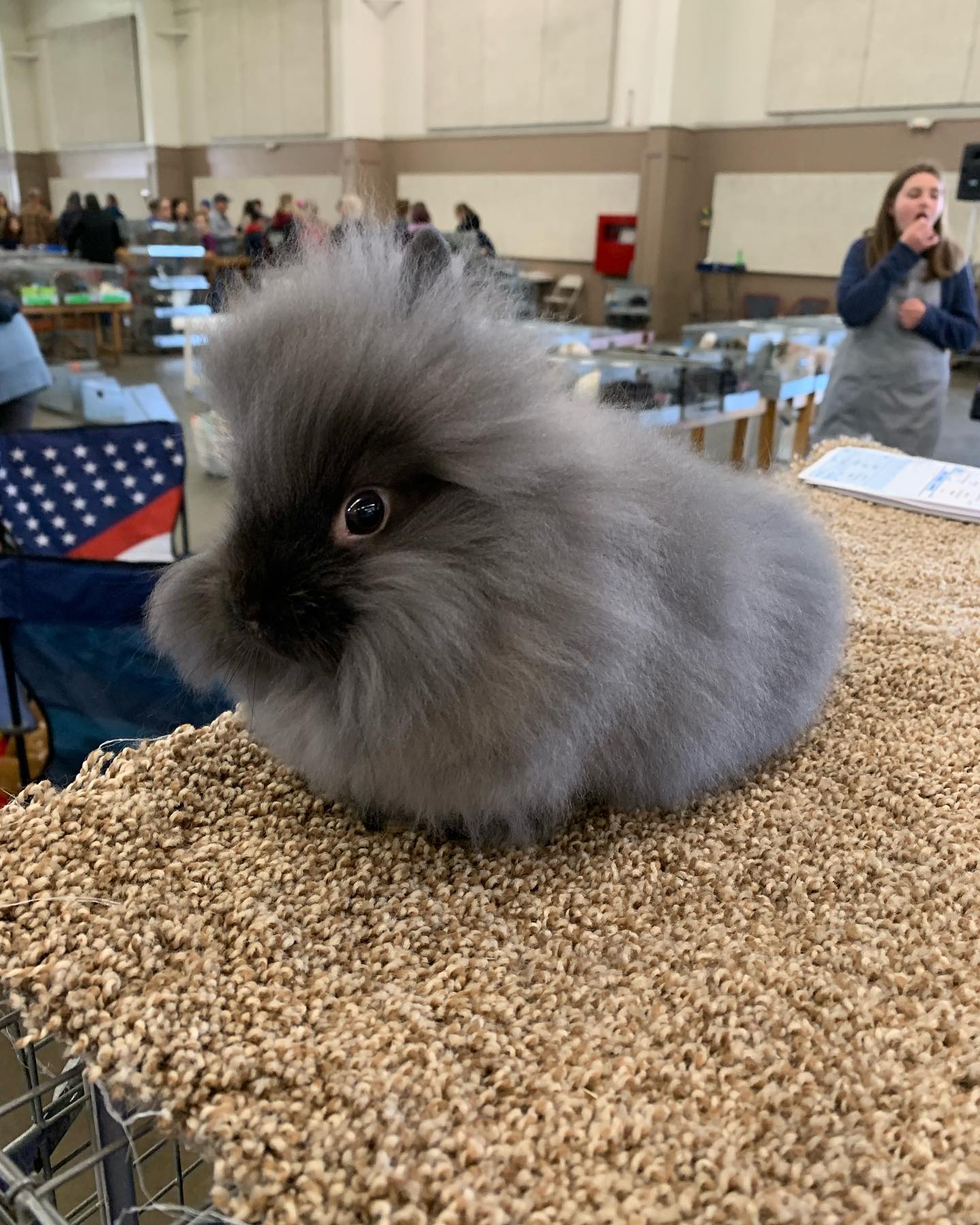 RBC Object Detection Dataset by new