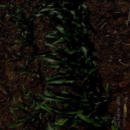 New corn Object Detection Dataset by CV