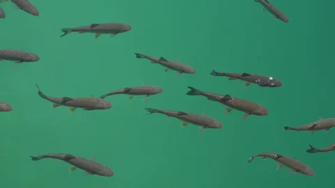 fish_top_seg Instance Segmentation Dataset by fish