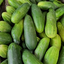 Cucumber train 1000 Object Detection Dataset by Cucumber