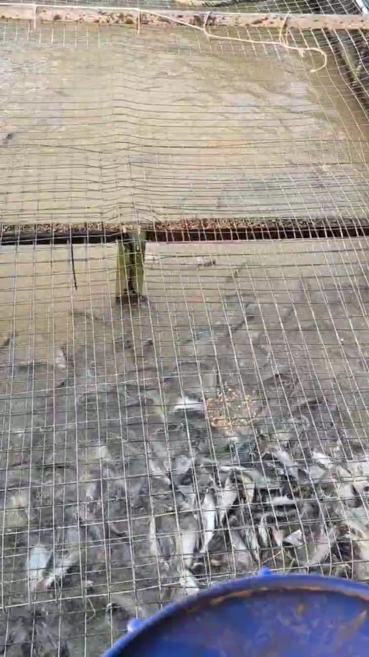 Fish Tracker Object Detection Dataset and Pre-Trained Model by Fish ...