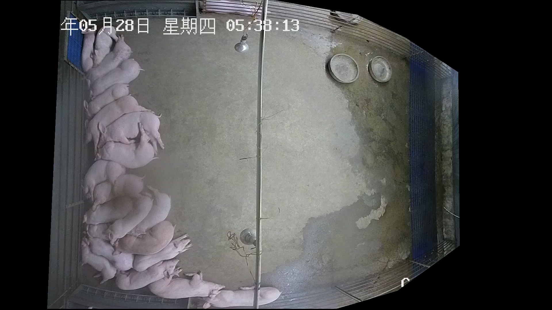 Behavior of pigs 2 Object Detection Model by Elaine