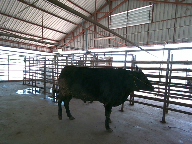 Cows Object Detection Dataset By George Nonpidok