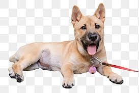 doggg Object Detection Model by wold