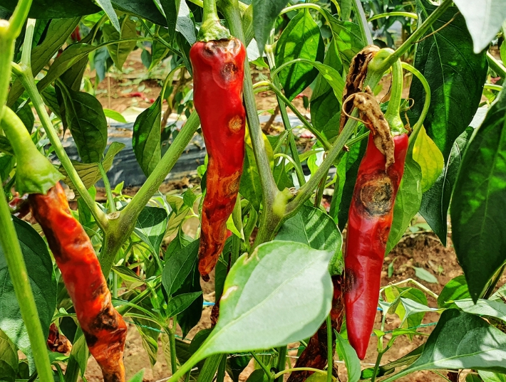 Chilli_test Object Detection Dataset by shambles xd