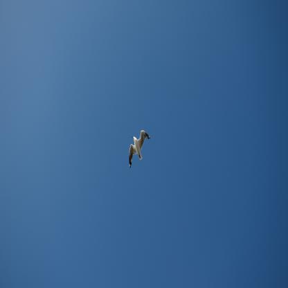 bird drone detection Object Detection Dataset and Pre-Trained Model by bird