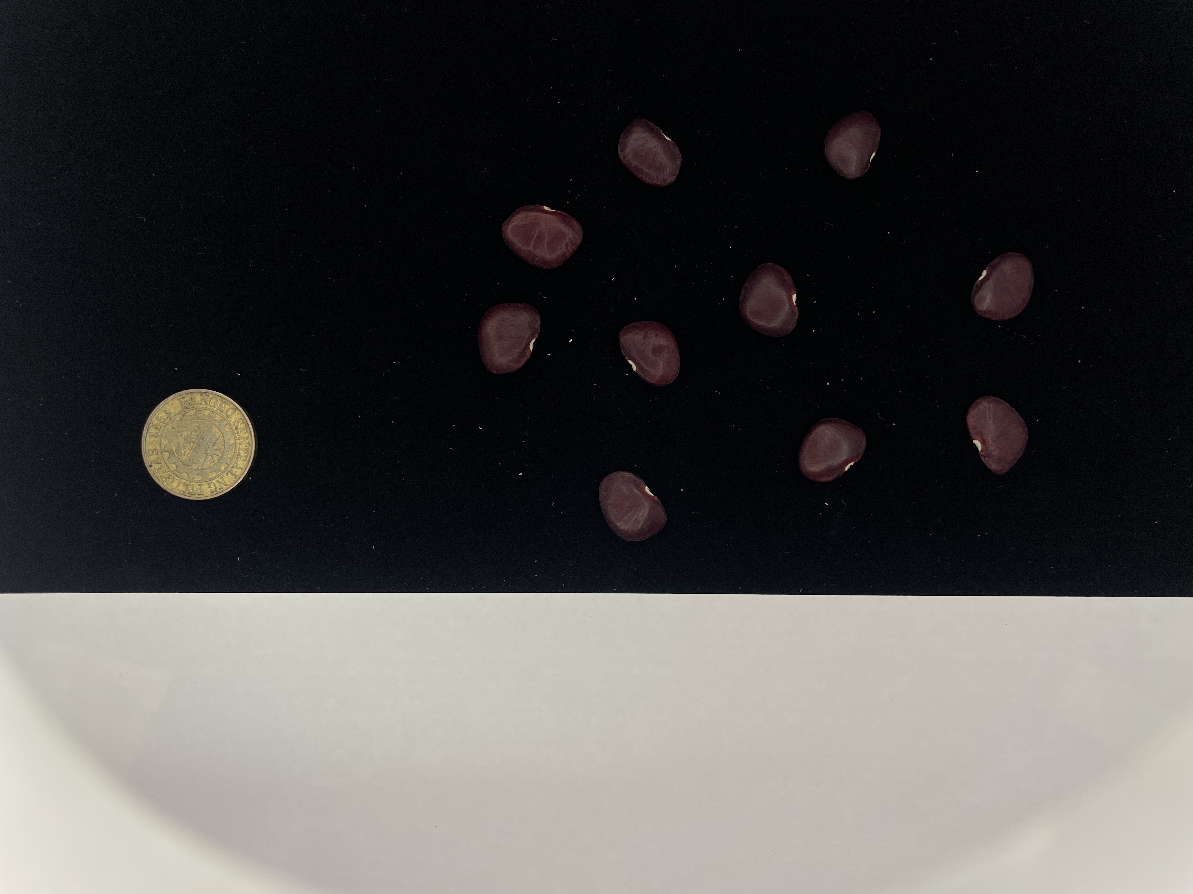 Lima Beans Seed Type Classification and Size Measurement Dataset ...