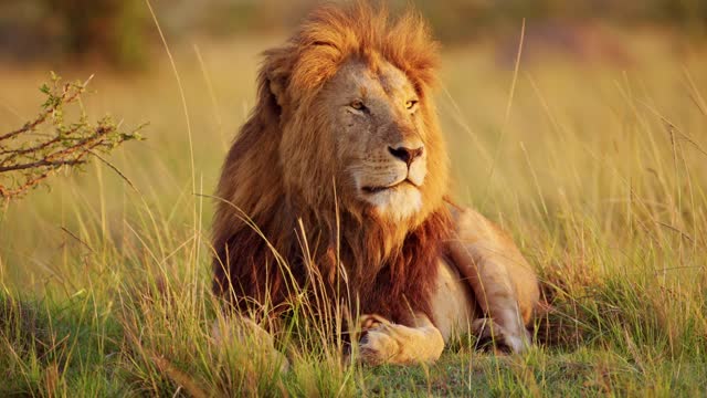 fruit bougainvillea lion Object Detection Dataset and Pre-Trained Model ...