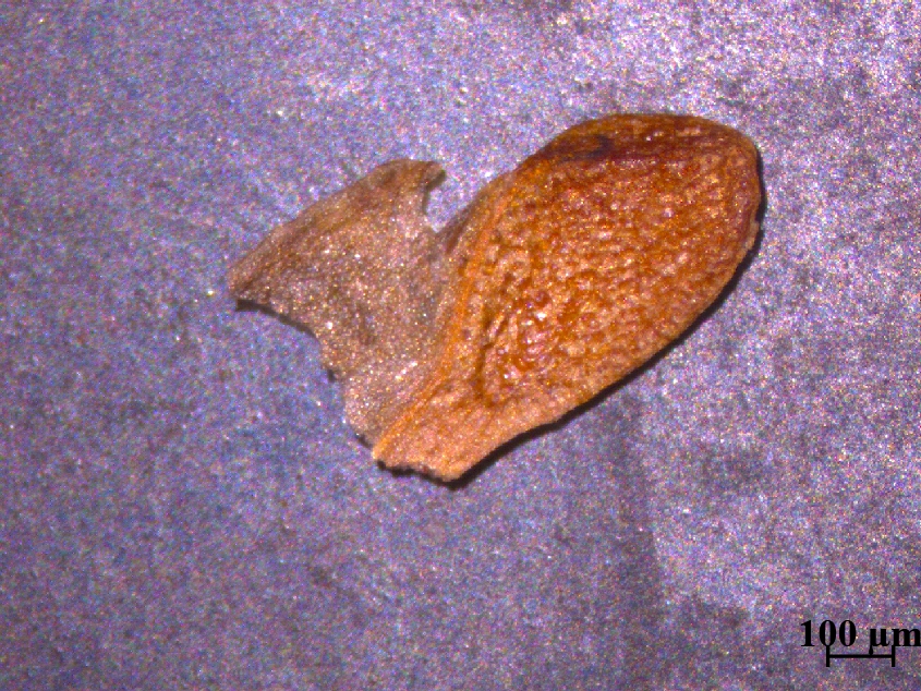 How to Use the seed source Object Detection API