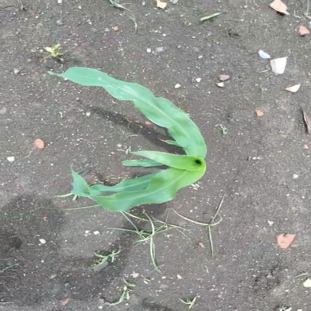 Maize Instance Segmentation Dataset by TRAINING