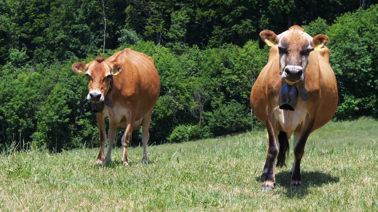 zamba_lab_vid Object Detection Dataset and Pre-Trained Model by ASZ