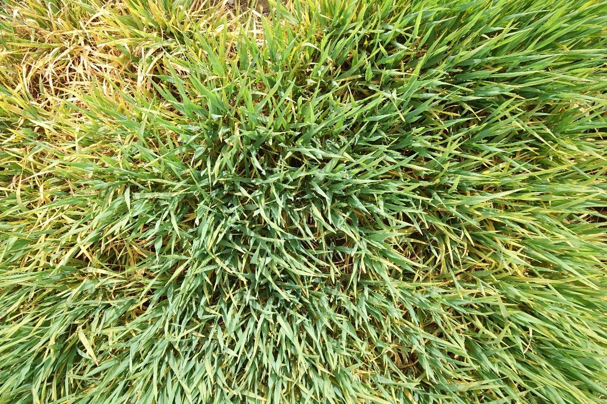 br_perime Instance Segmentation Dataset by ComparaisonHRBR