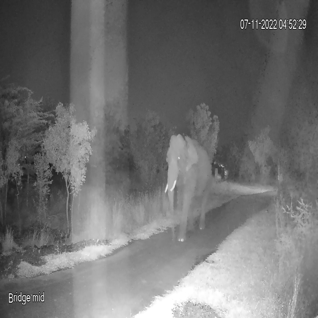 Elephants_10 Object Detection Dataset and Pre-Trained Model by ultimate