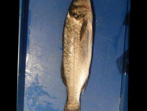 multi_fish Object Detection Dataset and Pre-Trained Model by nothing