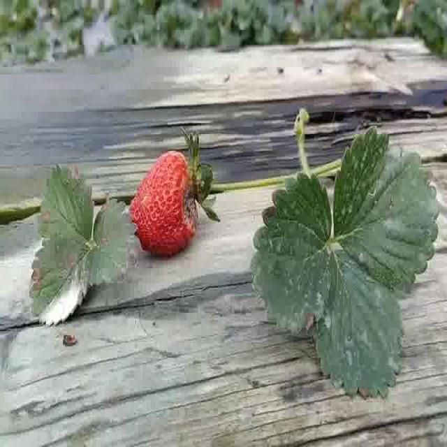 ACV-strawberry Instance Segmentation Dataset by Hanoi University of industry