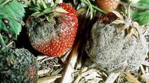 PlaneACV Object Detection Dataset and Pre-Trained Model by Hanoi University of industry