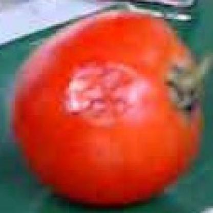 tomato Instance Segmentation Dataset by Hanoi University of industry