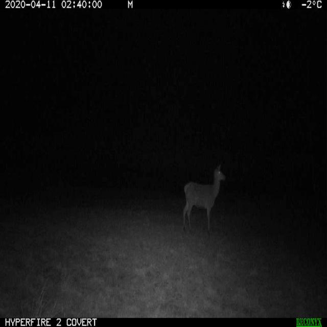Deer Detection Object Detection Dataset And Pre Trained Model By Kamaro