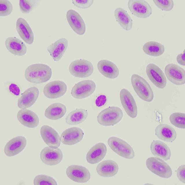 test Object Detection Dataset by xstaticprocess