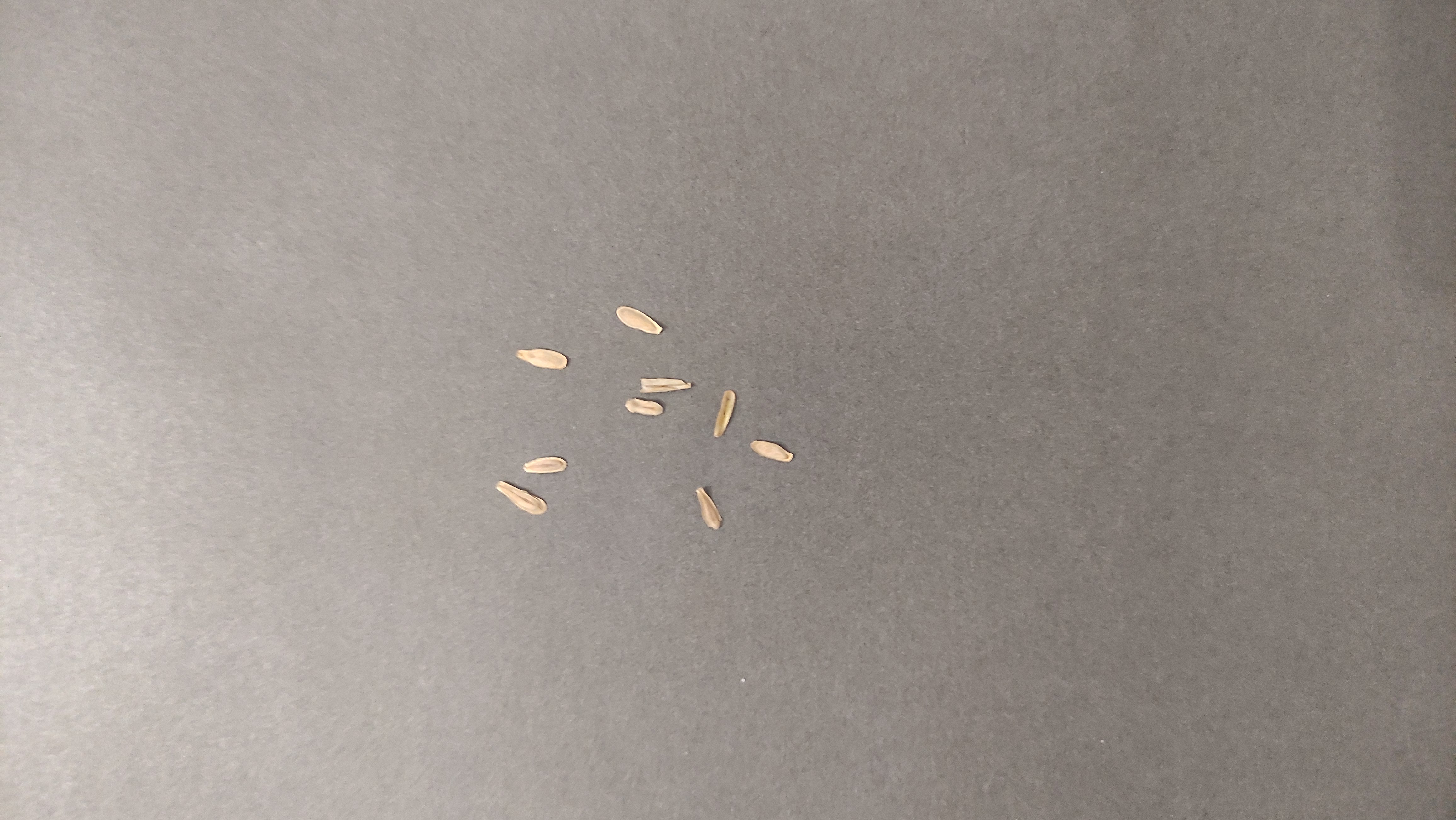 Weed seed Object Detection Dataset by NODE