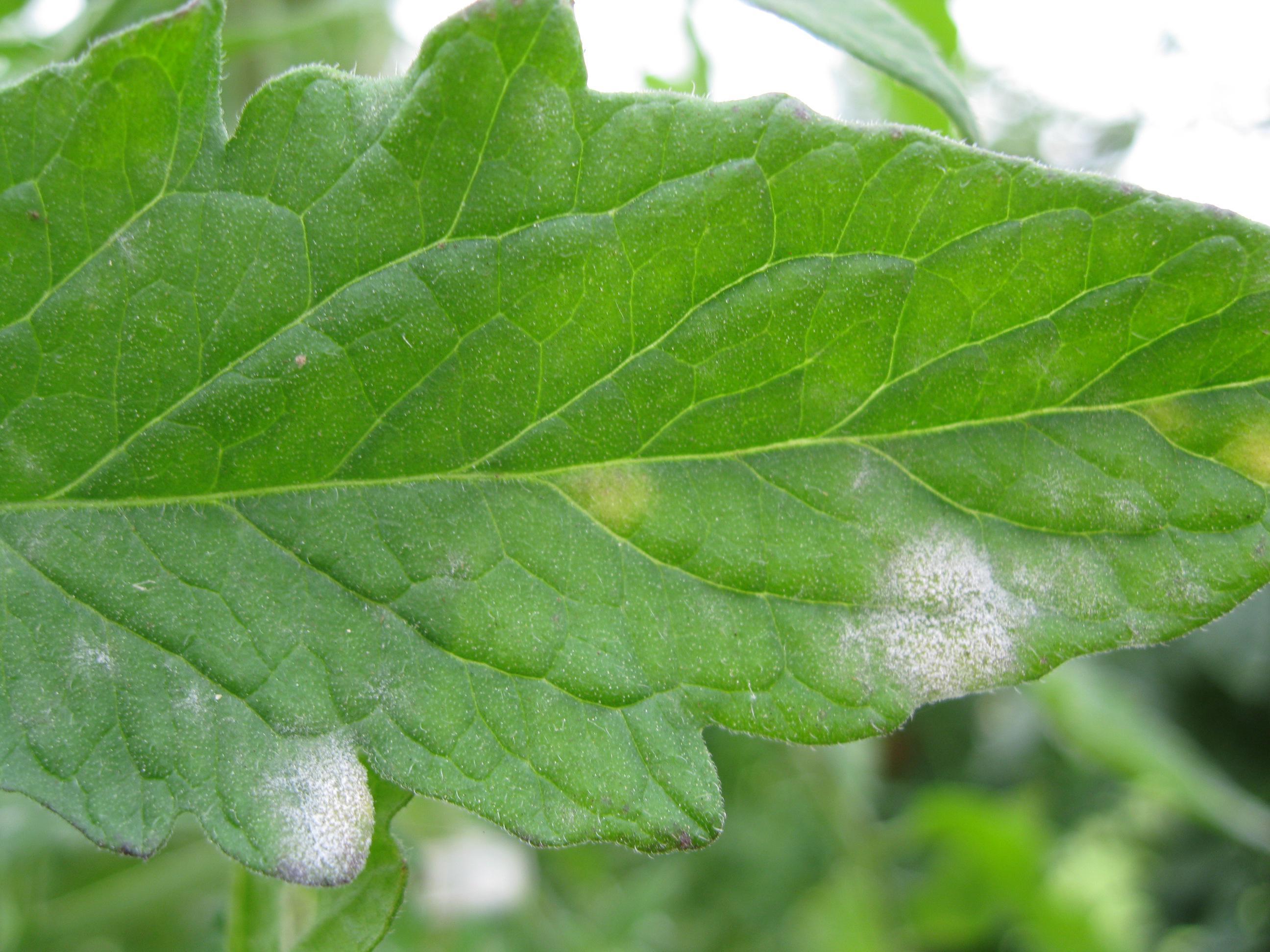 Leaf Disease Segmentation Instance Segmentation Dataset By Work