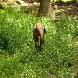 Farm Harmful Animals Dataset Object Detection Dataset by SeniorProject