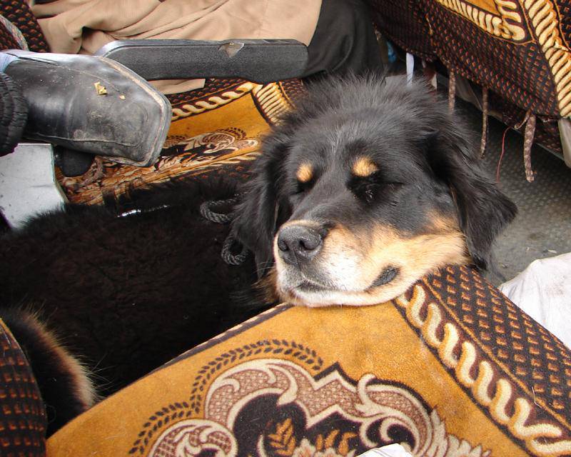 Dog breeds Object Detection Dataset by Aman Vasa