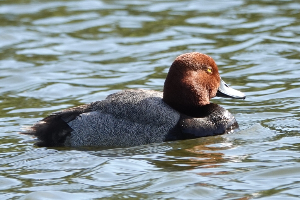 Duck Id Object Detection Model By Smcm