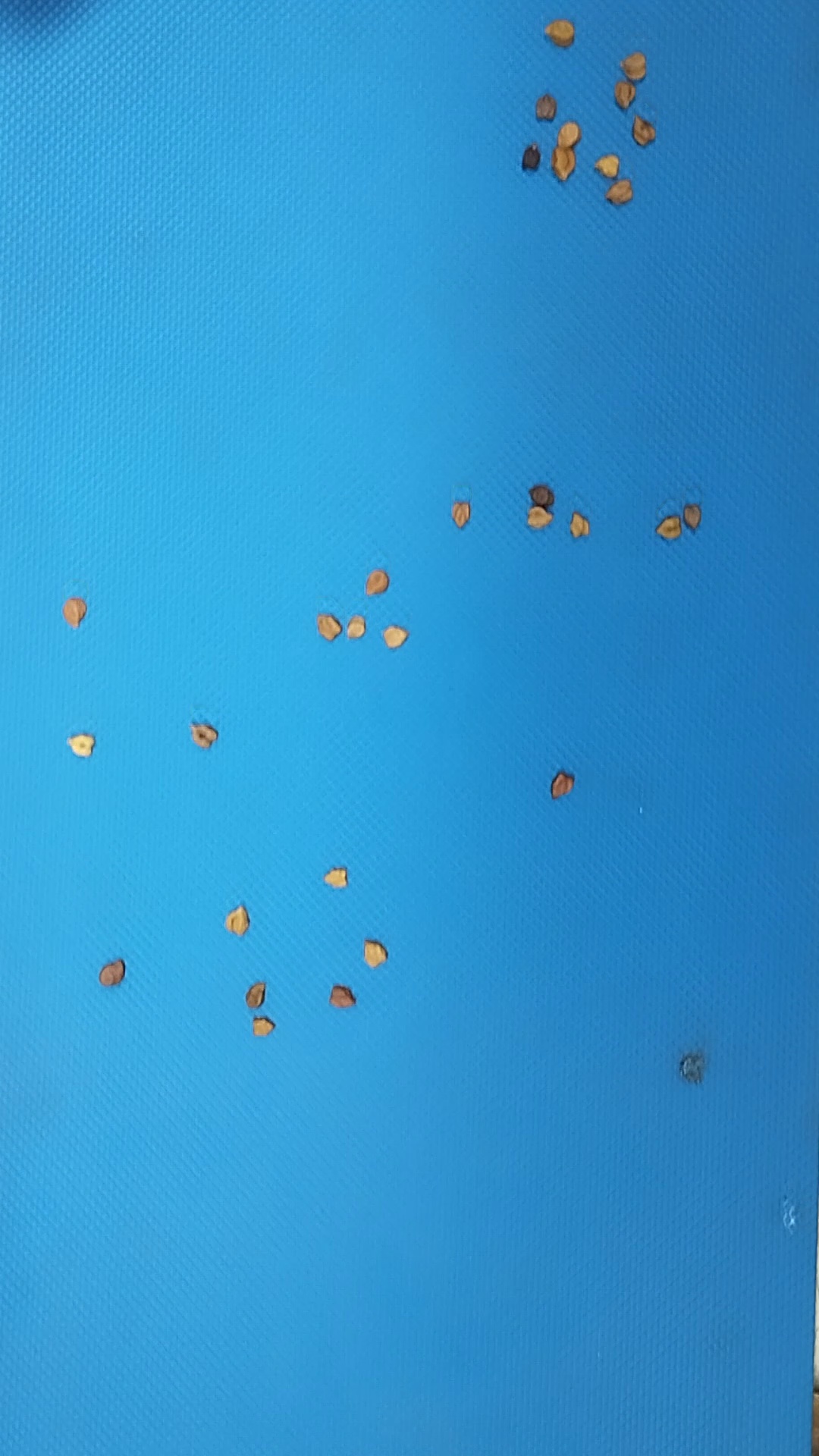 Grams Object Detection Dataset by bits