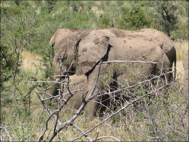 Wildlife Night Dataset Roboflow Universe