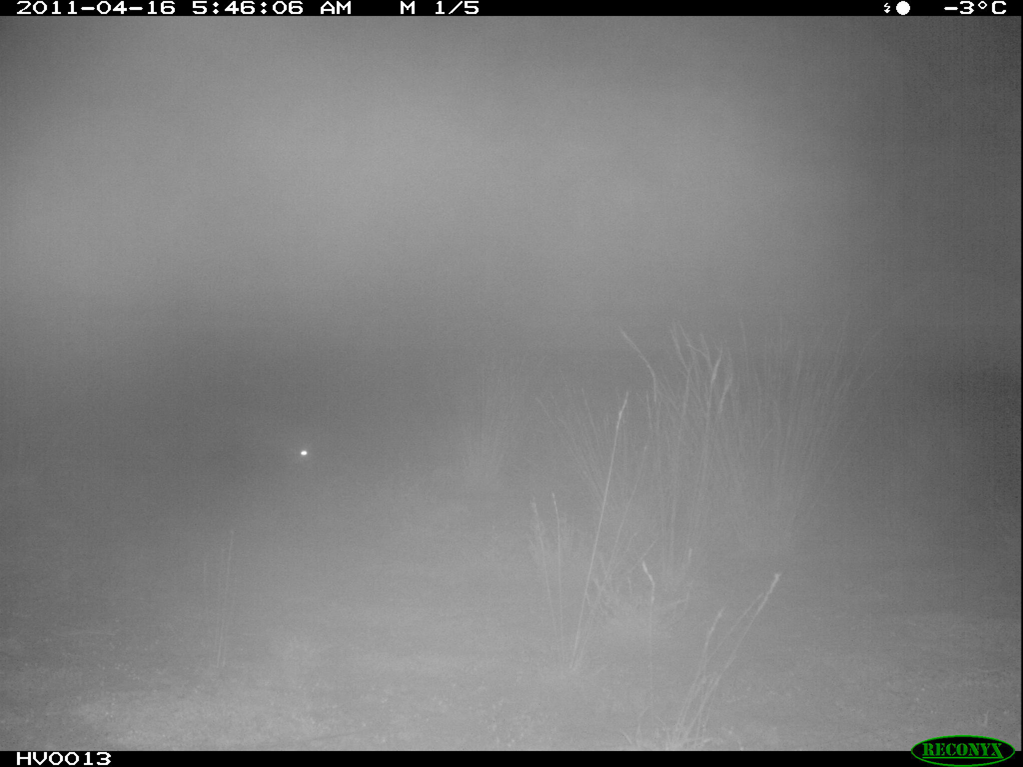 wildlife night Object Detection Dataset and Pre-Trained Model by ... wildlife night Object Detection Dataset and Pre-Trained Model by ...