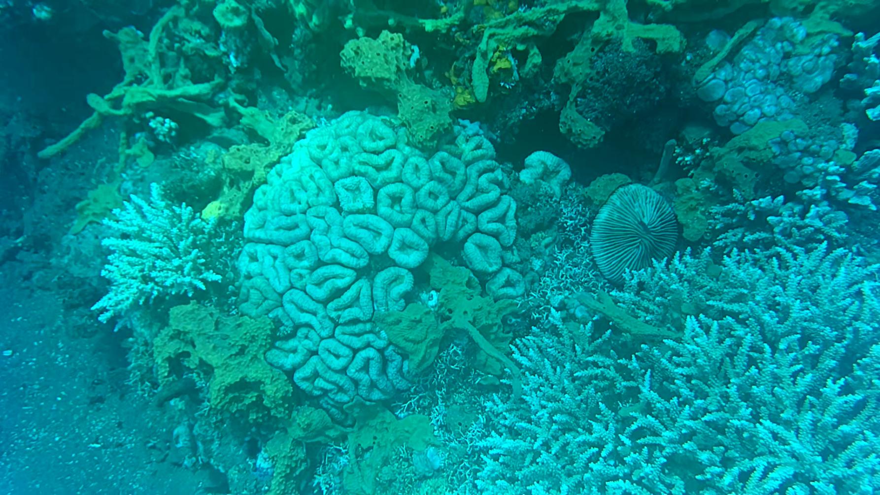 Coral Life Forms Detection Object Detection Dataset And Pre Trained Model By Computer Vision 9415