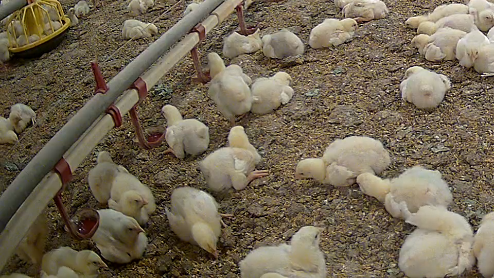 Broiler Chicken Object Detection Dataset By Yolov8test