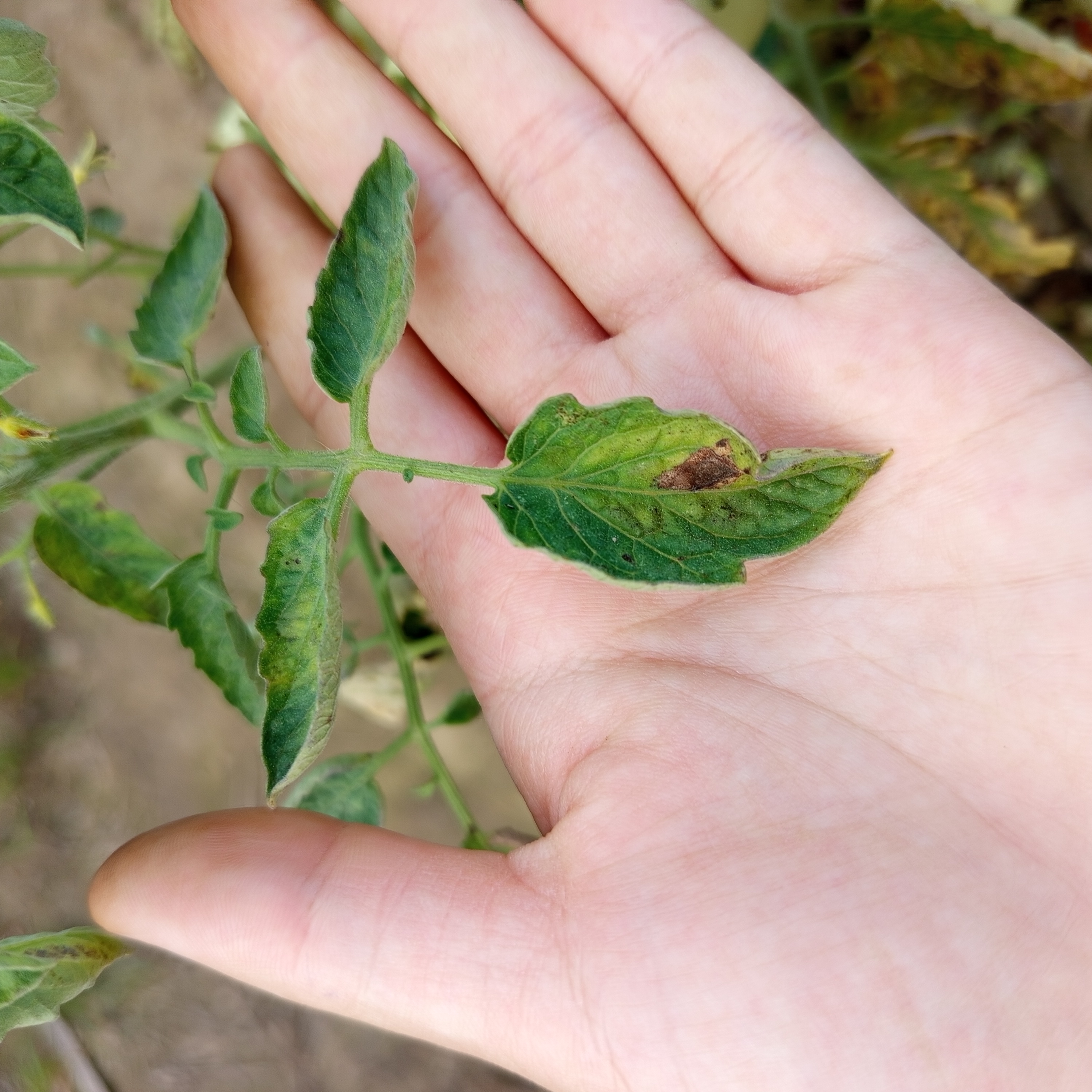 thesis Object Detection Dataset and Pre-Trained Model by Plant Diseases Detection