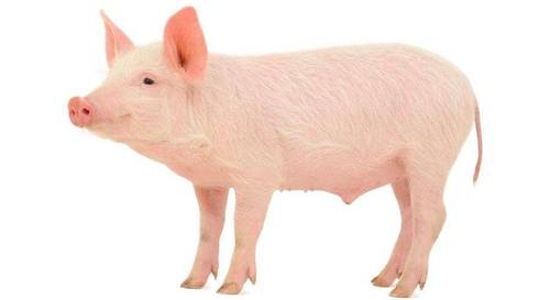 pig Object Detection Dataset by stabulit