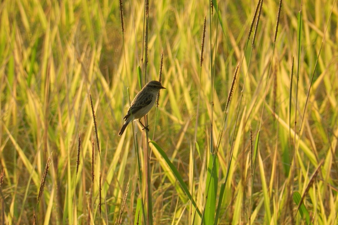 Hama Burung Object Detection Dataset By Dataset